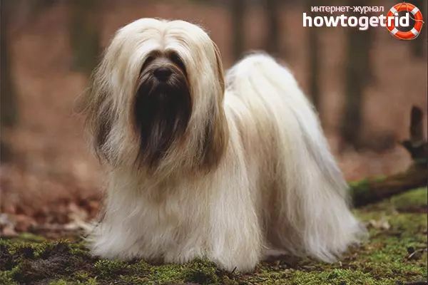 Lhasa apso.