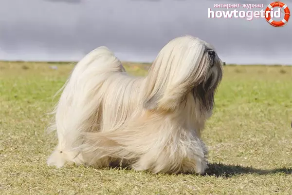 Šķirnes suņi Lhasa Apso