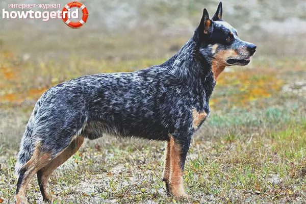 Australian Shepherd Dog.