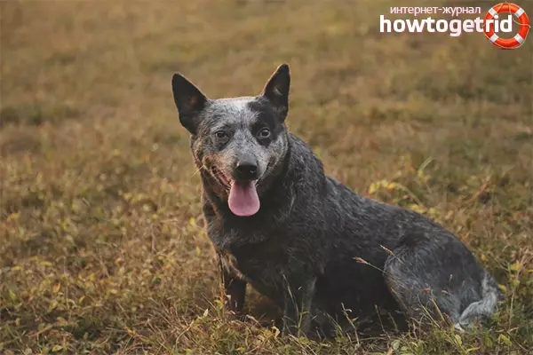 Charakter des australischen Shepherd-Hundes