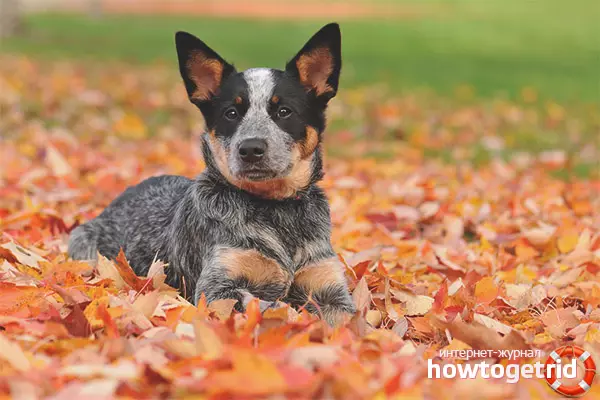 Ernährung des australischen Shepherd-Hundes