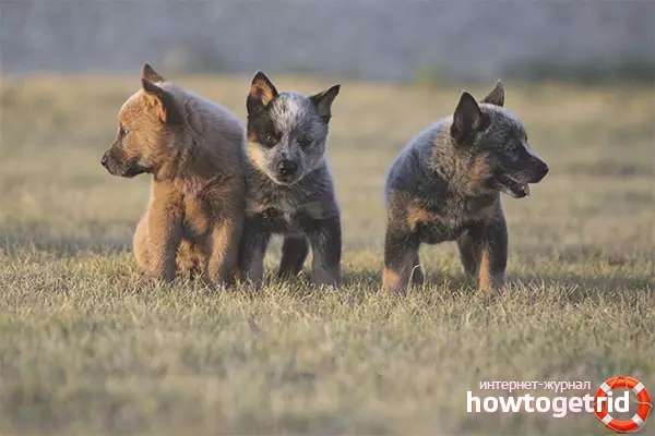 オーストラリアの羊飼い犬の健康と平均期待