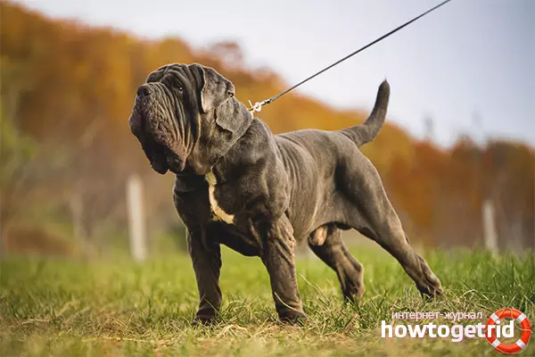 Napolitansk mastiff.