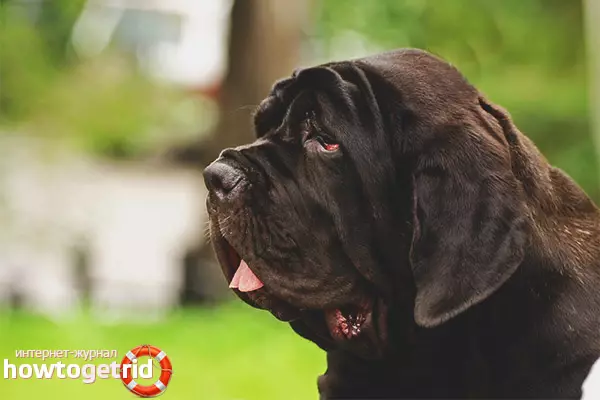 Fikarakarana sy fikojakojana ny mastiff neapolitan