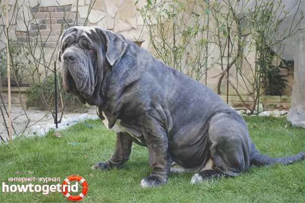 Cov txheej txheem ntawm upbringing thiab kev cob qhia ntawm Neapolitan mastiff