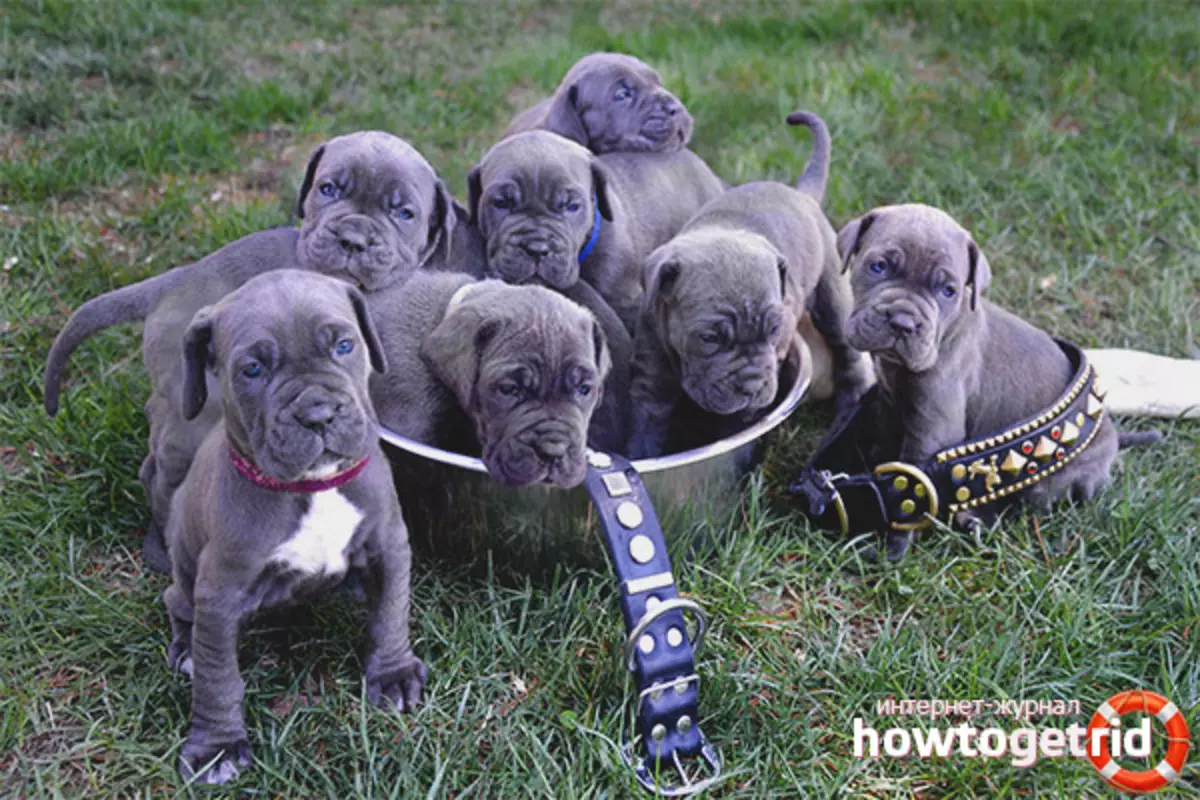 Chi phí của giống của neapolitan mastiff