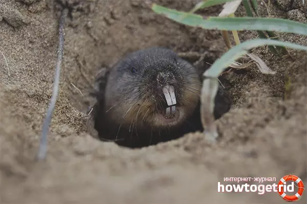 Obișnuite slipshnka - descriere, habitat, stil de viață