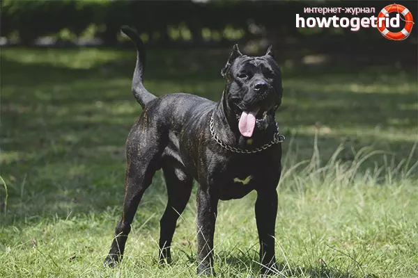 犬の品種カナリア犬