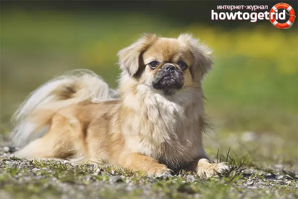 Стандартҳои Tibetan Spaniel