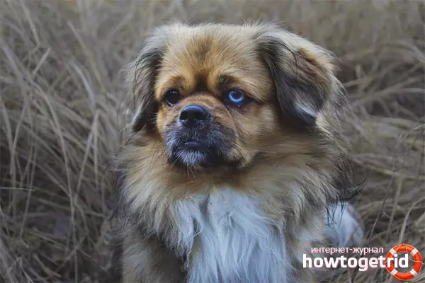 西藏西班牙猎犬的特征