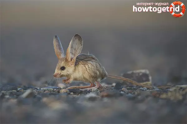 Jerboa