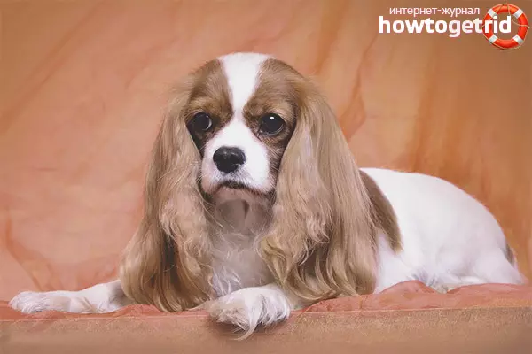 Câine cavalier regele charles spaniel