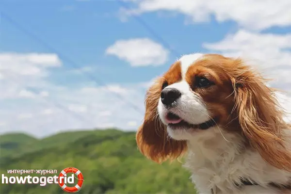 Padrões Cavalier King Charles Spaniel