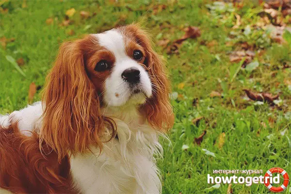 Cuidados e Conteúdo Cavalier King Charles Spaniel