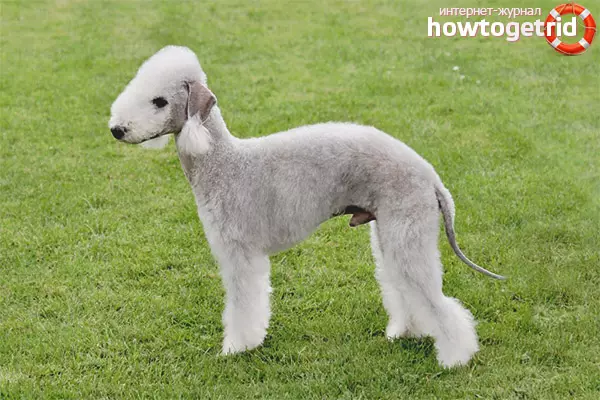 Карактеристики на изгледот на Bedlington Terier