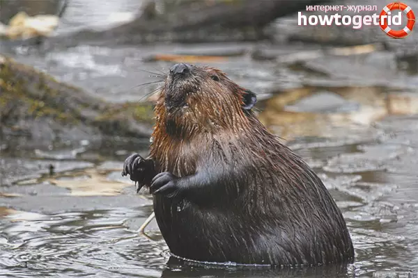 Kanada Beaver - Penerangan, Habitat, Gaya Hidup