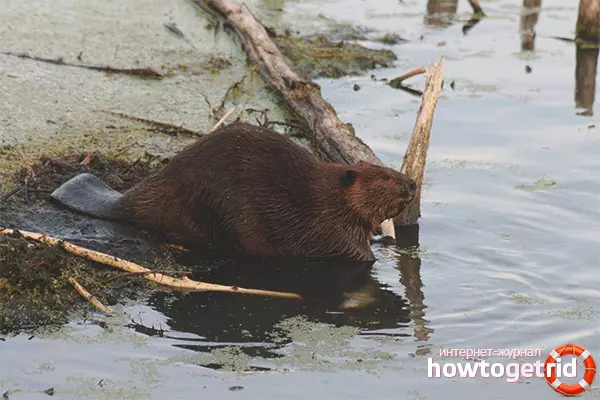 Castor Canadensis.