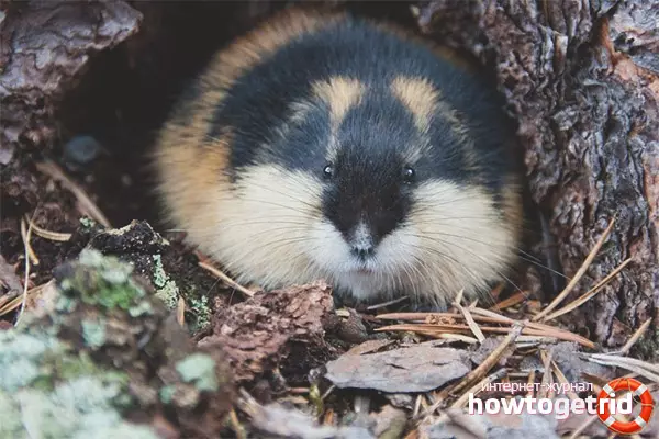 Lemming - descriere, habitat, stil de viață