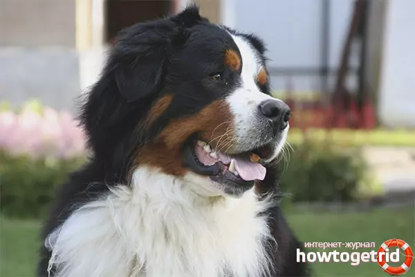 Bernese Zennenhund.