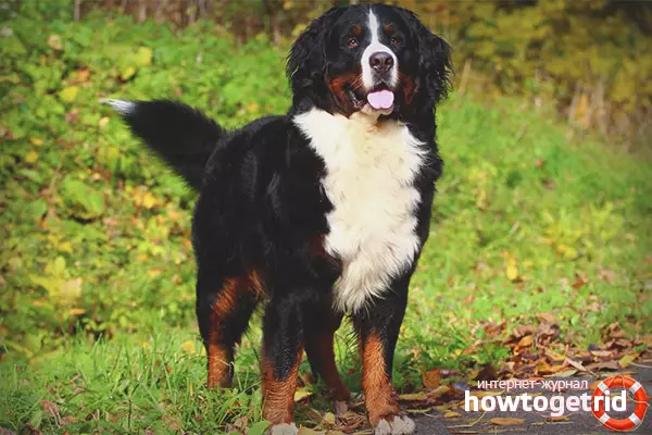 Mental evner av Bernese Zennenhund