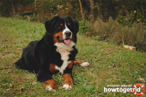 Utdanning av Bernese Zennenhunda