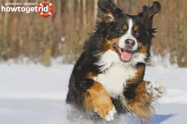 Fyzická aktivita Bernského Zennenhund