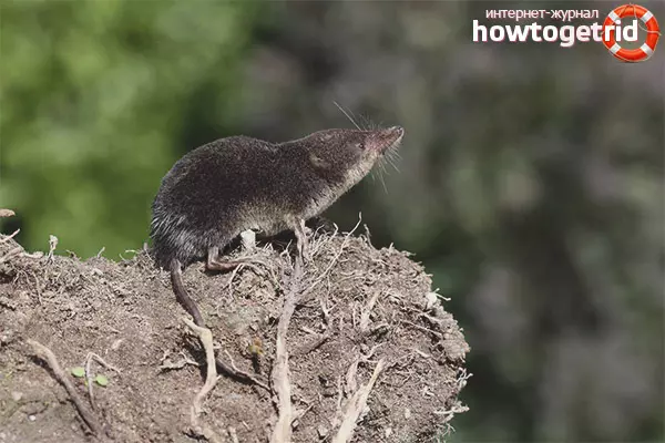 Halaman - Penerangan, Habitat, Gaya Hidup