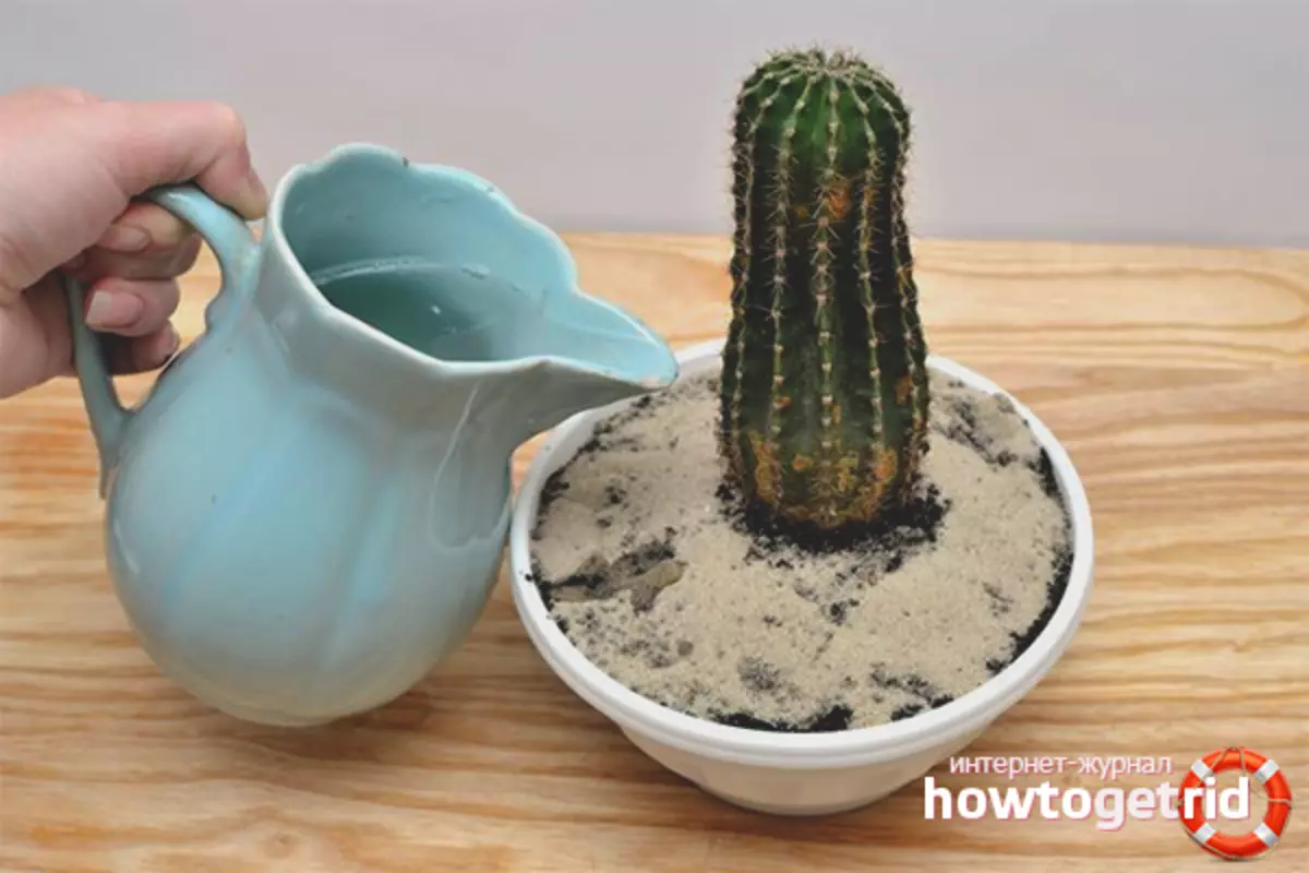 How to water cactus