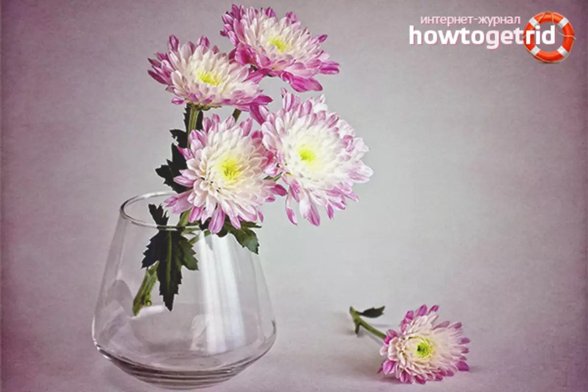 Meriv çawa chrysanthemums di vase dirêjtir de bigire