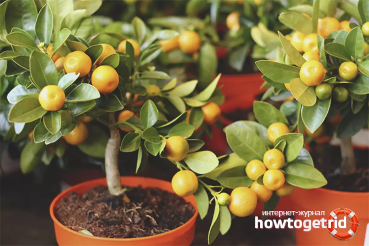 কিভাবে একটি tangerine গাছ যত্ন