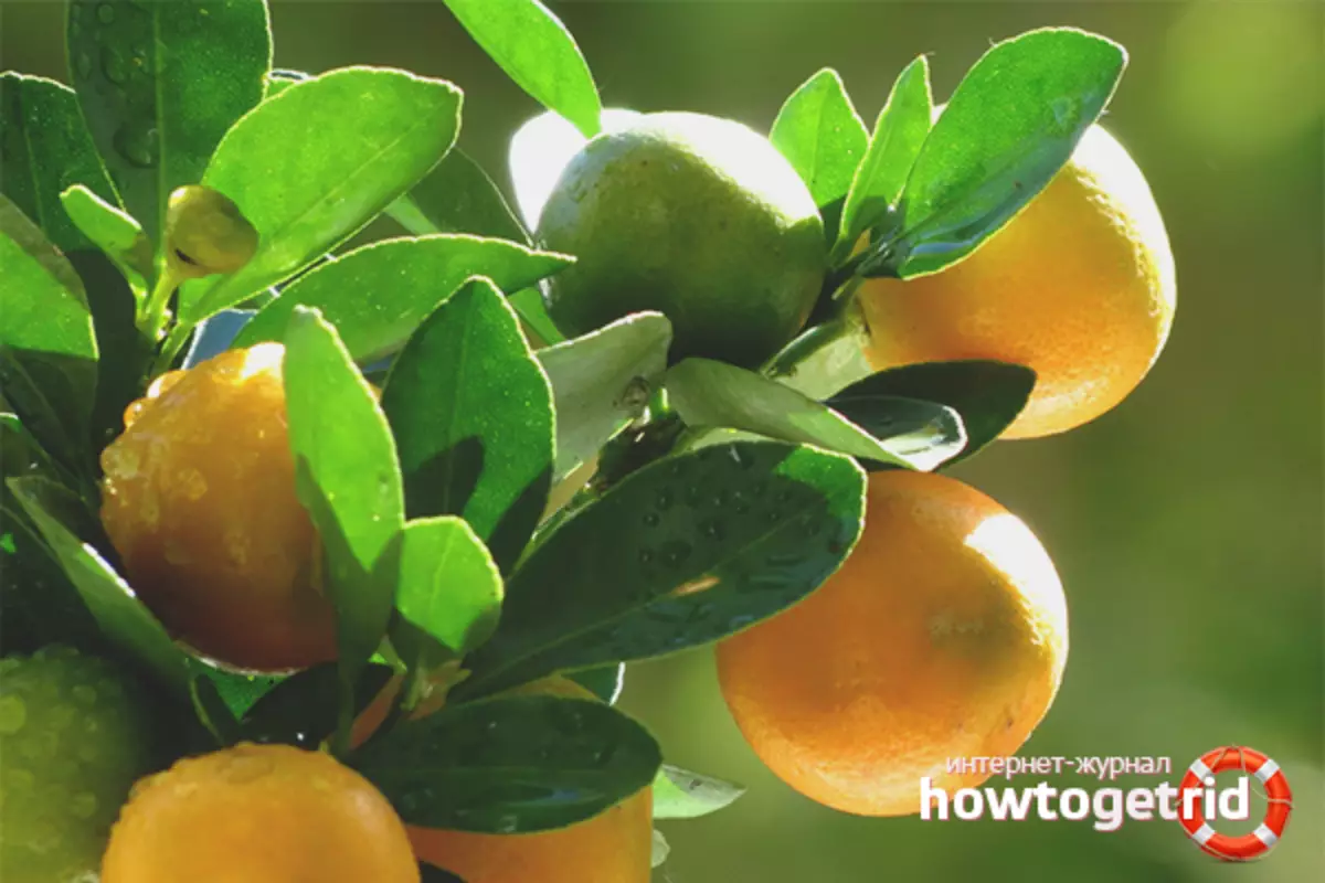 কিভাবে একটি tangerine গাছ জল