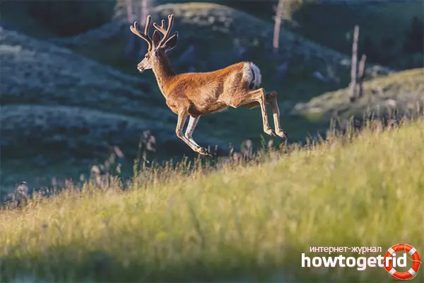 odocoileus irginianus.