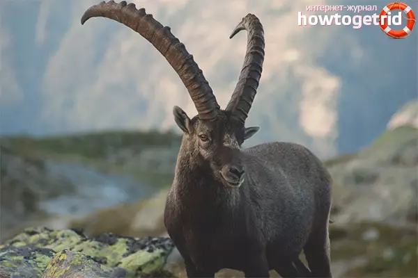 Ibex - Description, Habitat, Mode de vie