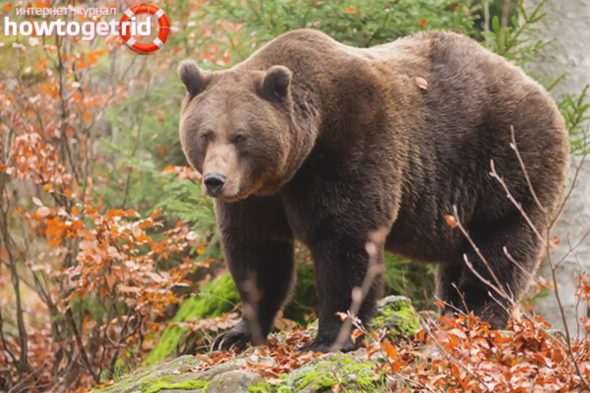 Môi trường sống Brown Bear.