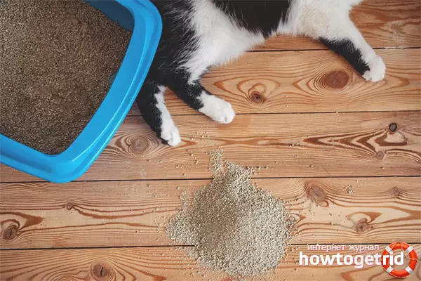 Bakit pusa ang papunta sa toilet nakaraang tray.