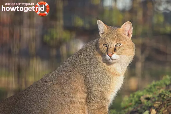 Reed Cat.