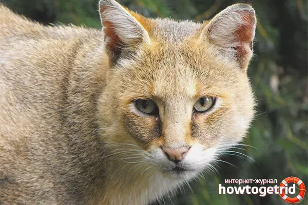 Reed Cat.