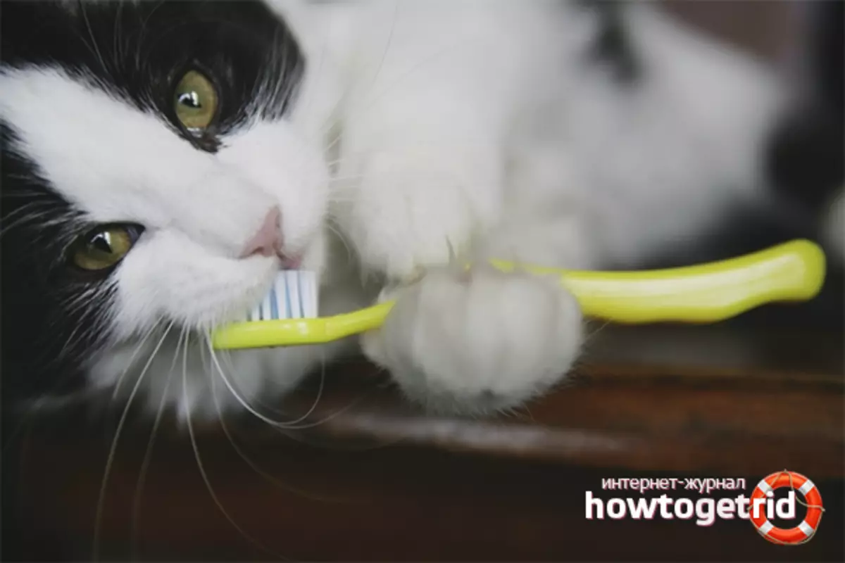 Como limpar os dentes do seu gato na casa