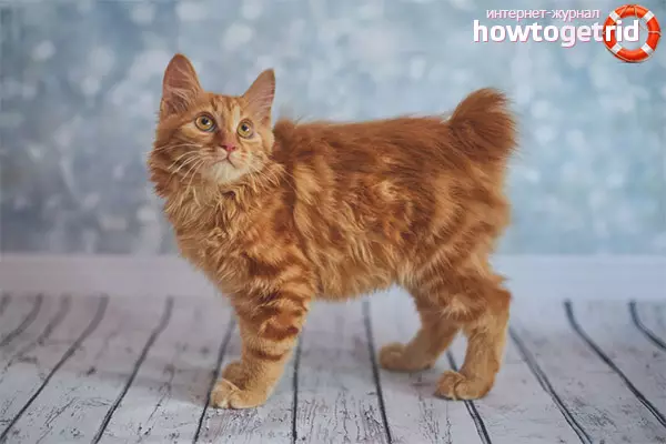 American Bobtail вълнен цвят