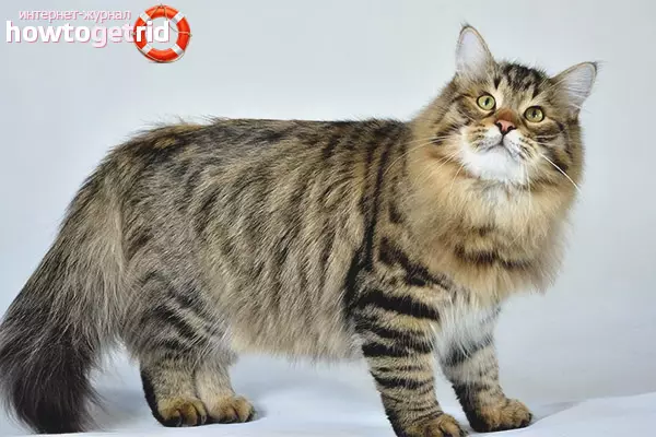 Kunze kweiyo Siberian Cat