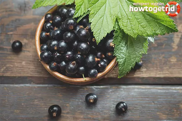 Black currant kukuvadza nekuyamwisa