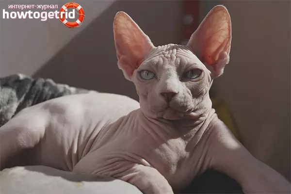 សមត្ថភាពបញ្ញារបស់ Sphynxes កាណាដាកាណាដា