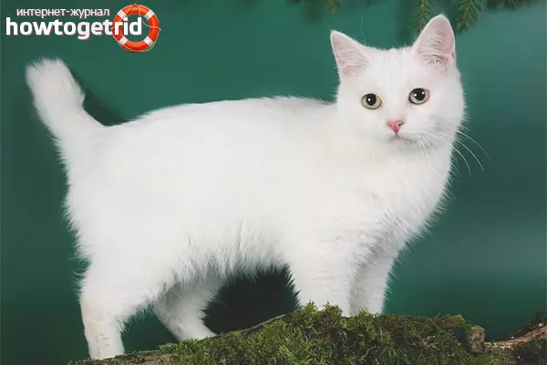 Character Karelian Bobtail