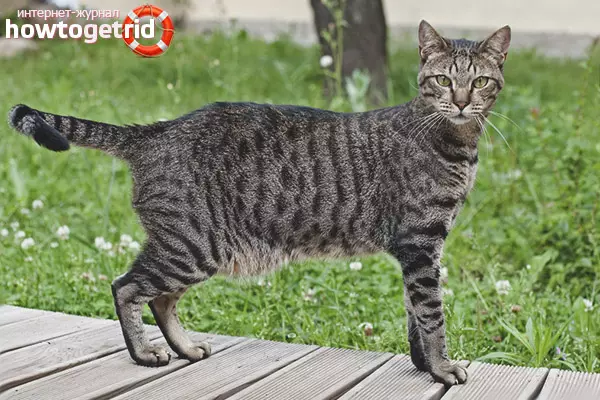 Popis plemena Egyptian Mau