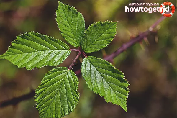 Användbara egenskaper och kontraindikationer av BlackBerry Leaves