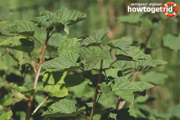 En qué áreas están la hoja de la grosella