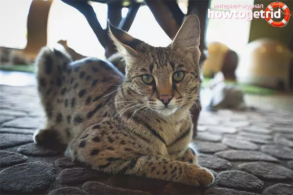 Razza di gatto della savana.