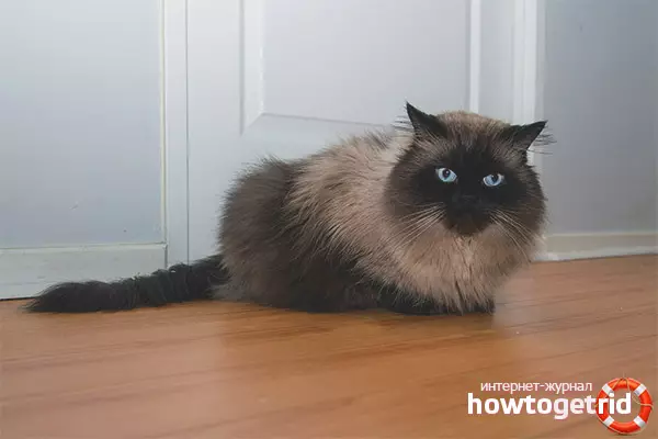 Himalaya Cat.