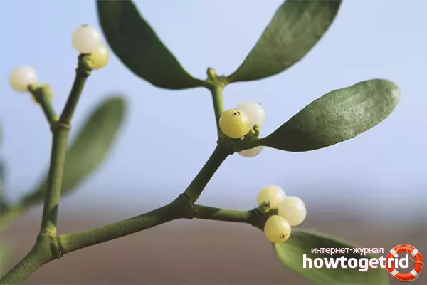 Therapeutic properties at contraindications ng mistletoe white.