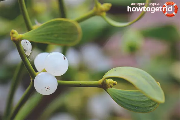 Taybetmendiyên bikêr ên mistletoe spî ji bo laşê mirov